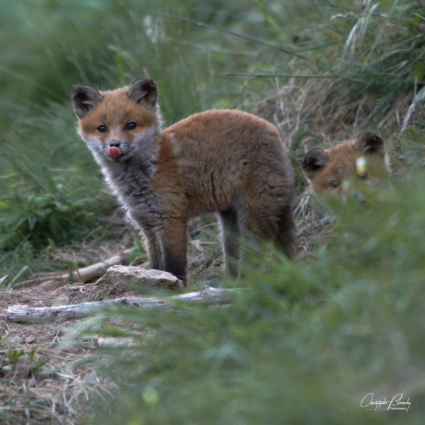 Renardeaux #2 - Christophe Blanchy Photographies - Toiles 20x20